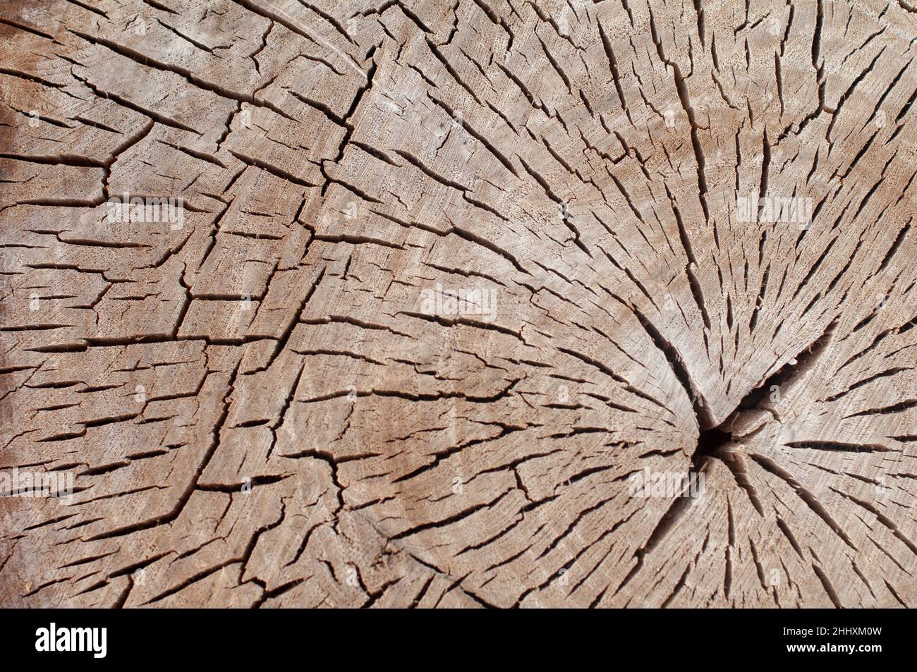Wooden circle of the tree with rings.Old tree Stock Photo - Alamy