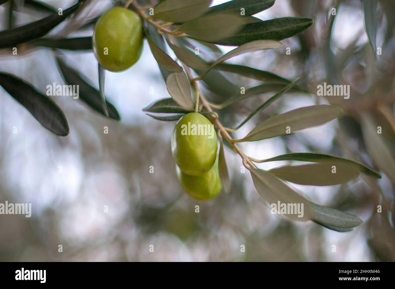 Aroma olive tree, beautiful picture of vegeterian food Stock Photo - Alamy