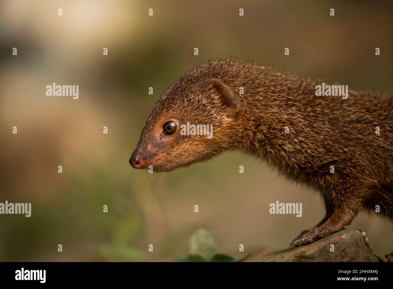 Side face close up of a cute baby gray mongoose Stock Photo - Alamy