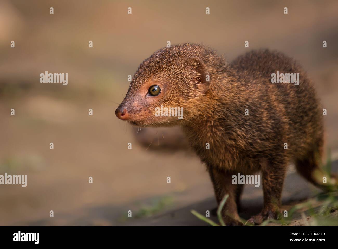 Face close up of a cute baby gray mongoose Stock Photo - Alamy