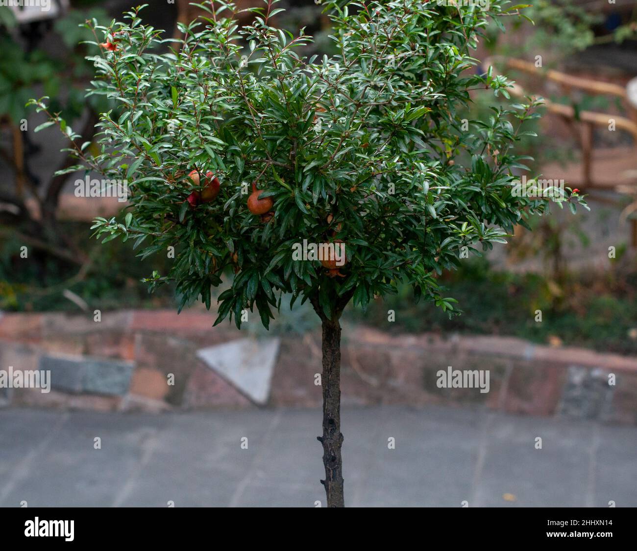 Green small tree hi-res stock photography and images - Alamy