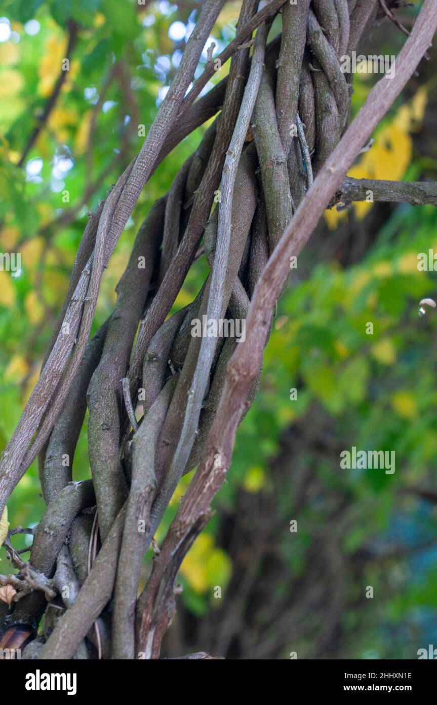 Green small tree hi-res stock photography and images - Alamy