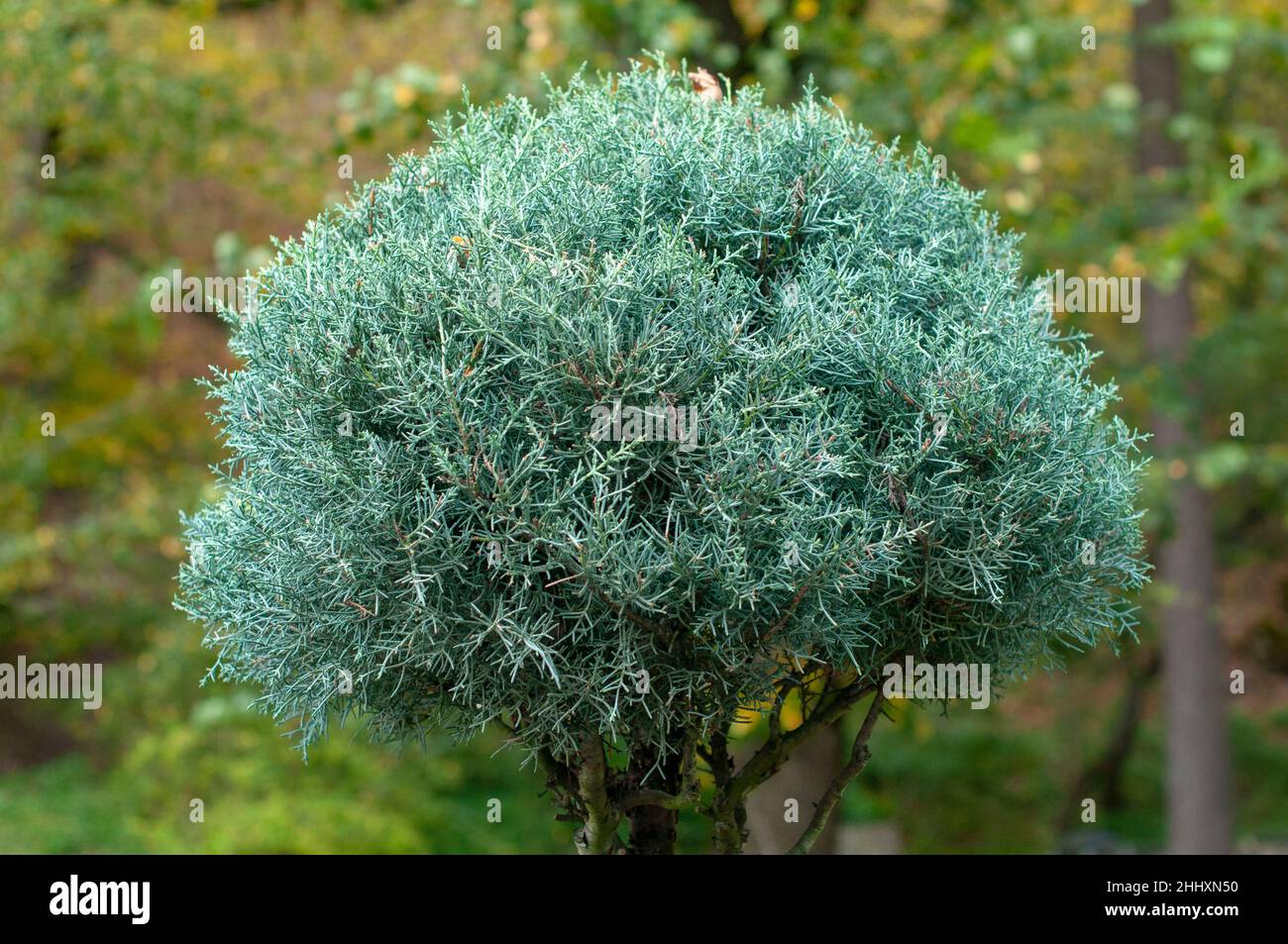 Green small tree hi-res stock photography and images - Alamy