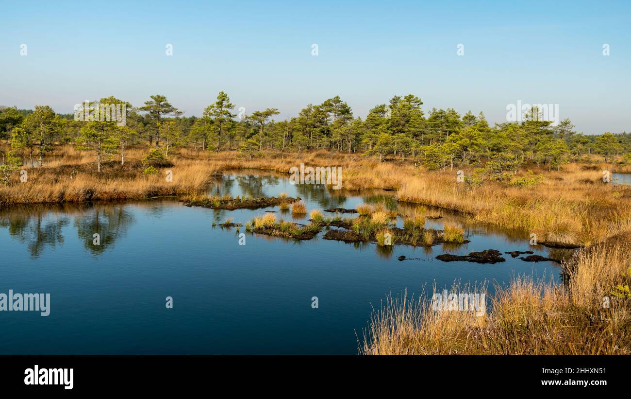 blue sky is reflected in a calm bog lake, bog pines surround the lake ...