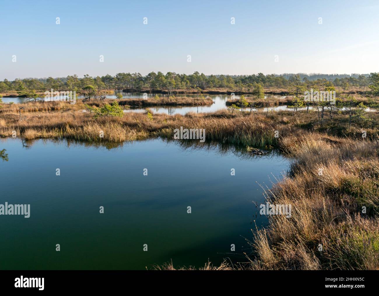 blue sky is reflected in a calm bog lake, small bog pines grow on the ...