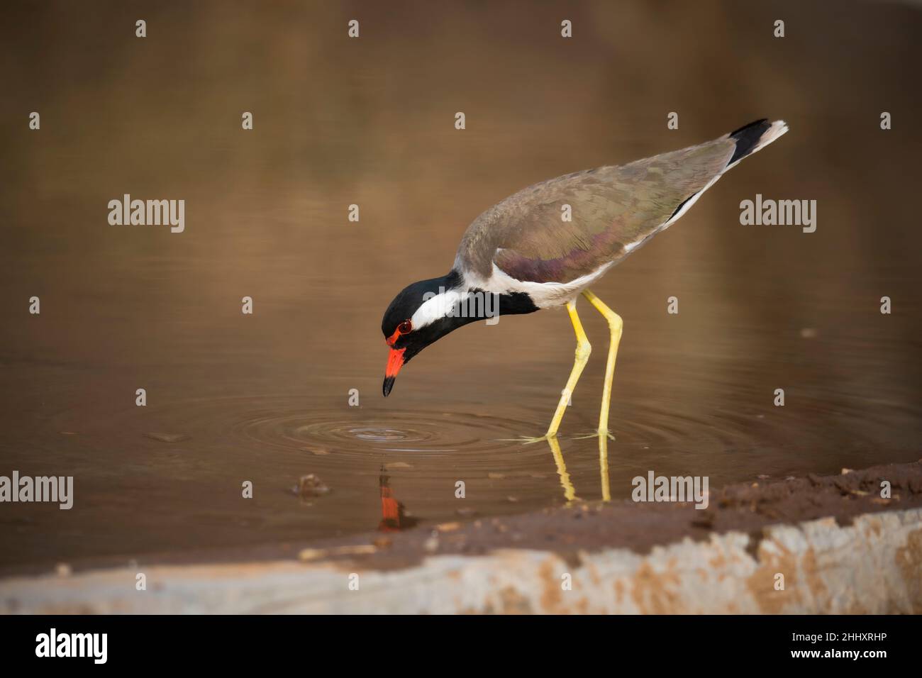 Juvenile red wattled lapwing hi-res stock photography and images - Alamy