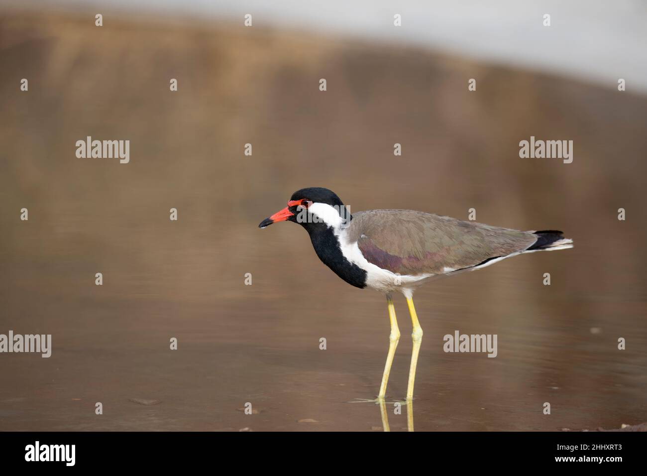 Juvenile red wattled lapwing hi-res stock photography and images - Alamy