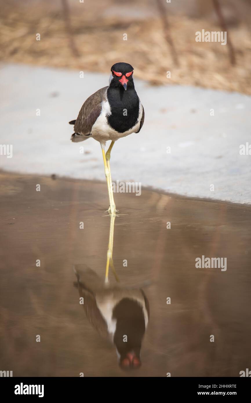 Red-wattled Lapwing, Vanellus indicus, Jhalana, Rajasthan, India Stock ...