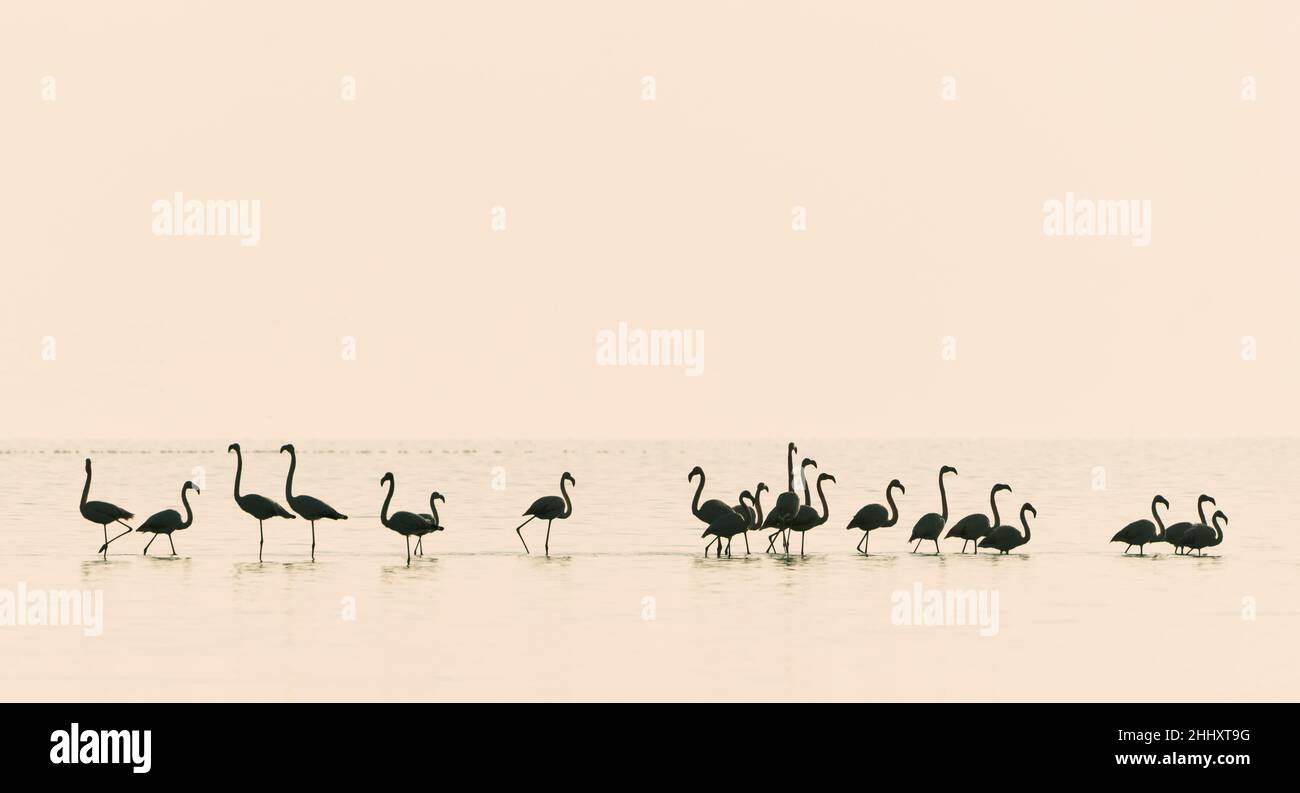 Flock of pink flamingos walking and feeding in the water Stock Photo ...