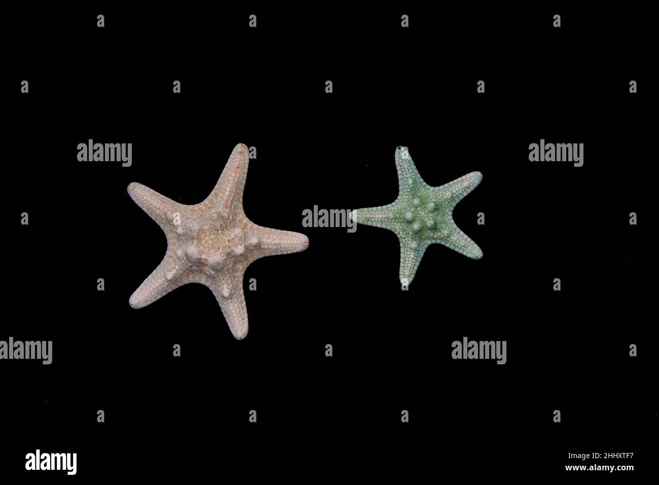Two different color starfish isolated on black background Stock Photo ...