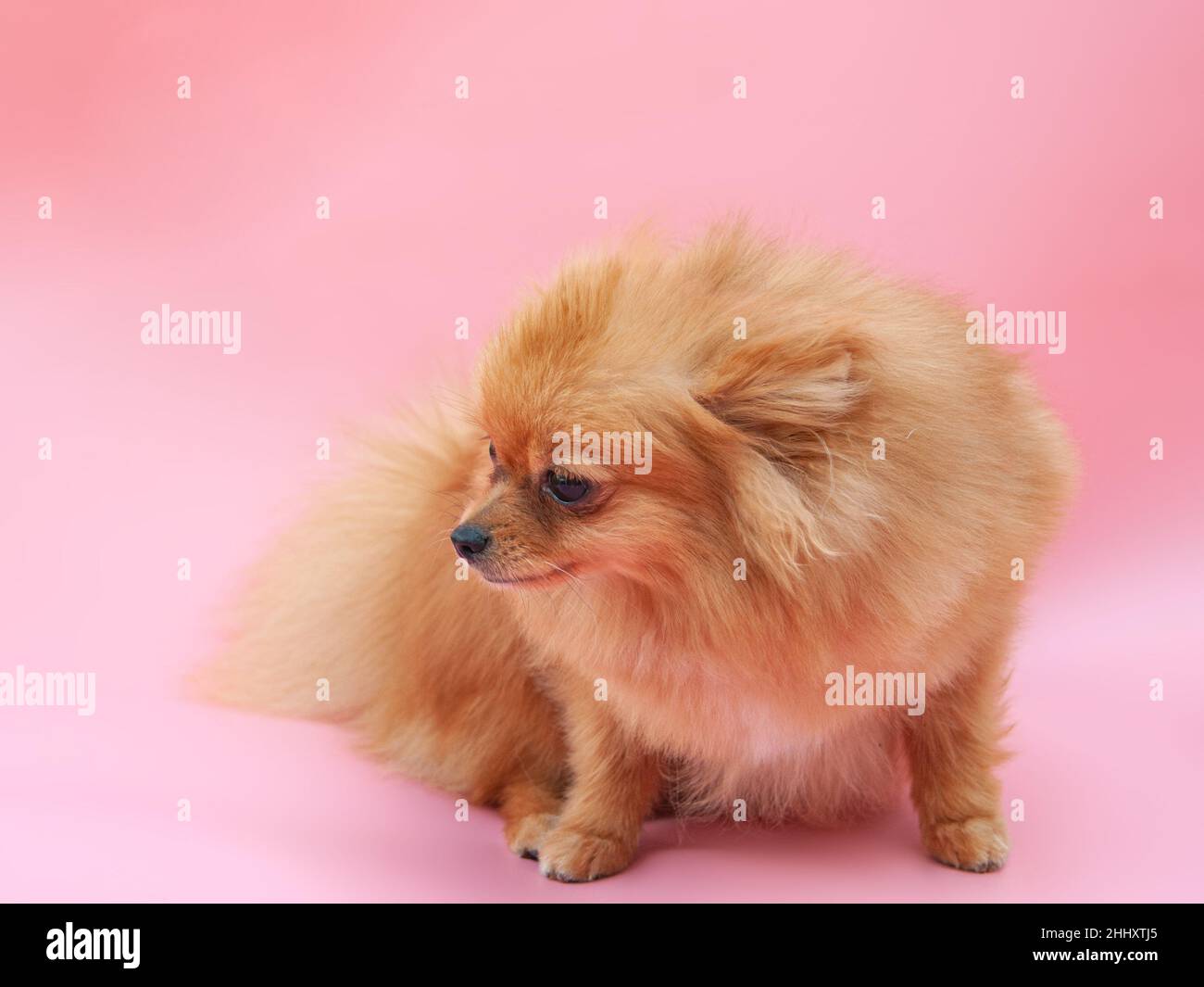 Gold funny pretty pomeranian puppy on the pink background Stock Photo ...