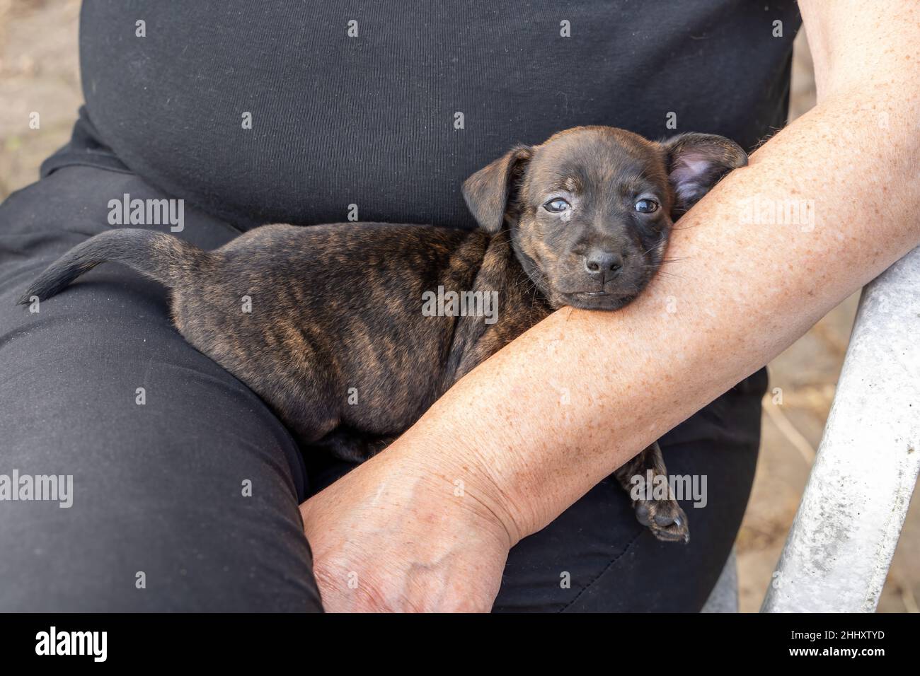 One month old brown, brindle Jack Russell puppy lies on a woman's arm ...
