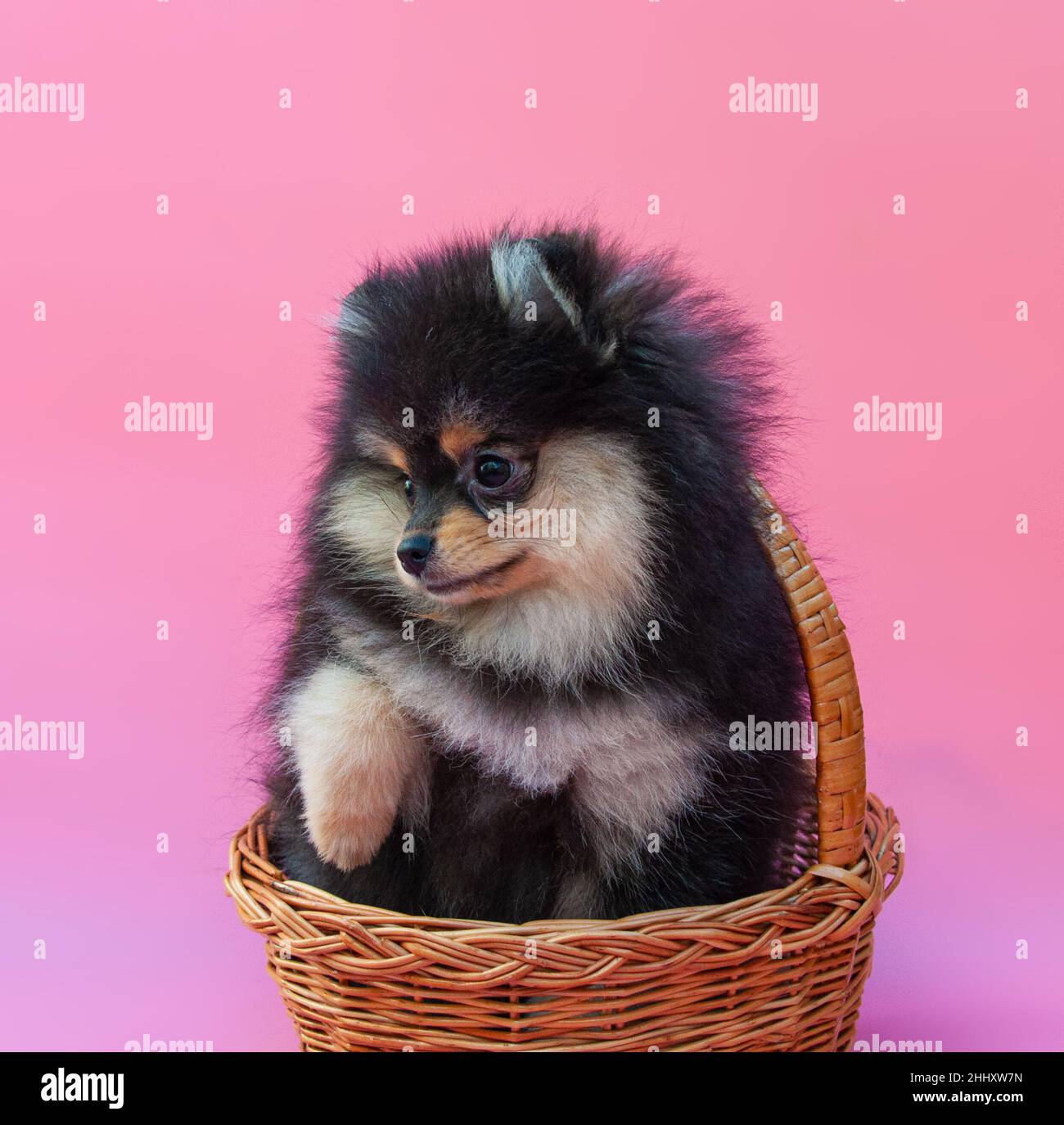 Black pretty pomeranian puppy on the pink background Stock Photo - Alamy