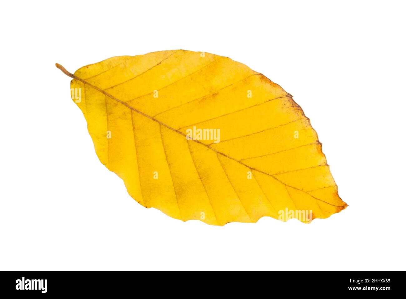 Yellow autumn leaf isolated on the white Stock Photo - Alamy