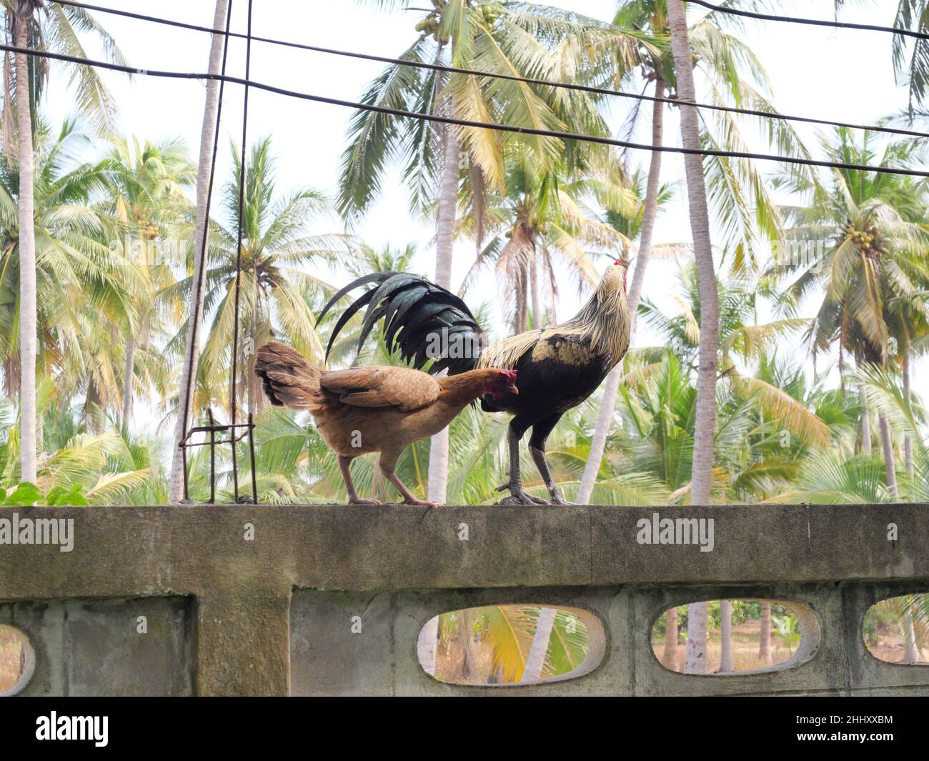 Chicken is standing on concrete wall with natural green coconut palm ...