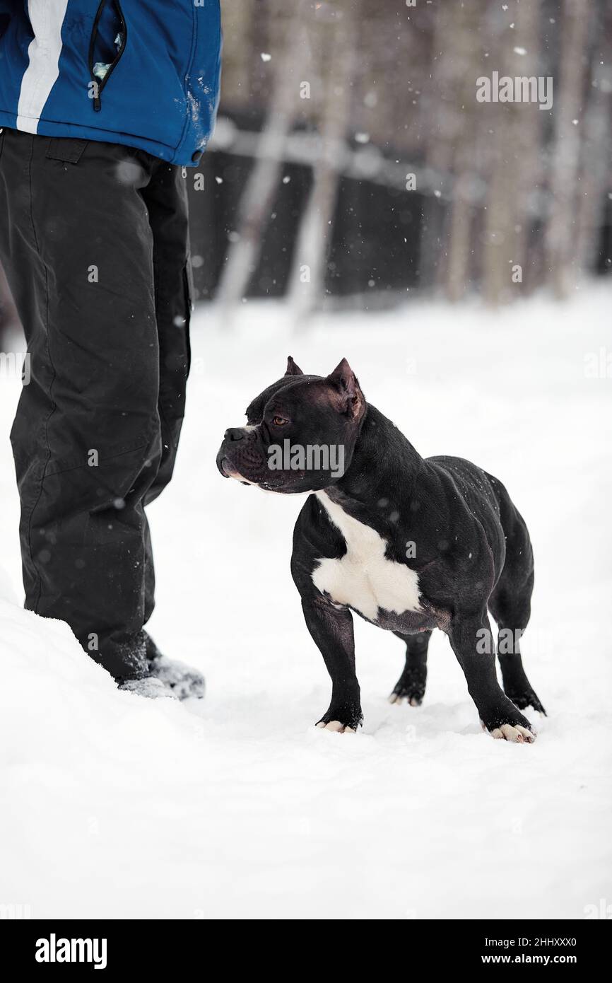 man with lovely dog in snowy forest. Adorable puppy in winter wood. Pet ...