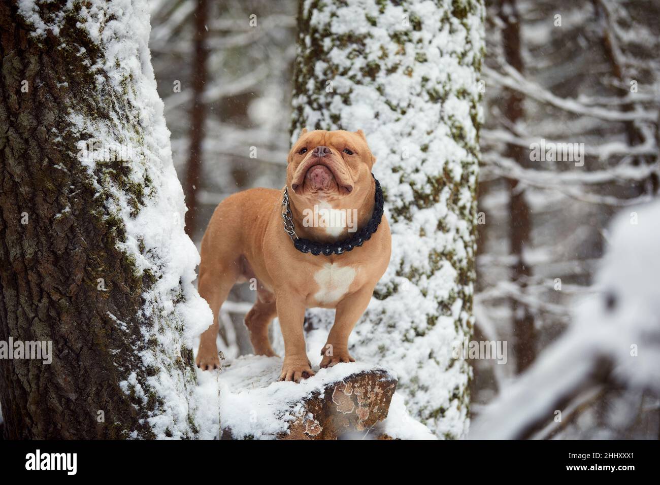 American bully dog playing in the snowy forest, selective focus Stock ...