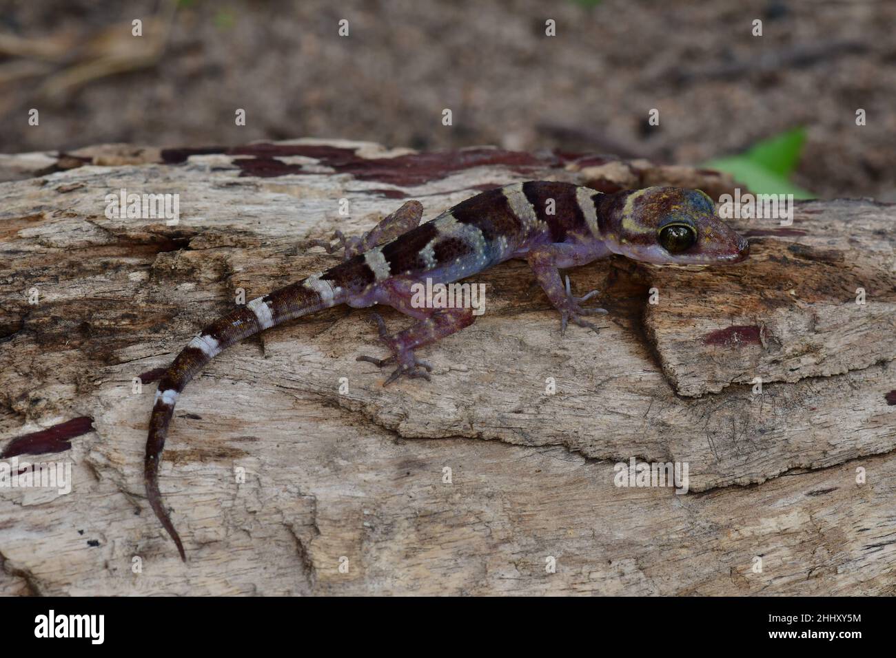 Gecko among leaf litter hi-res stock photography and images - Alamy
