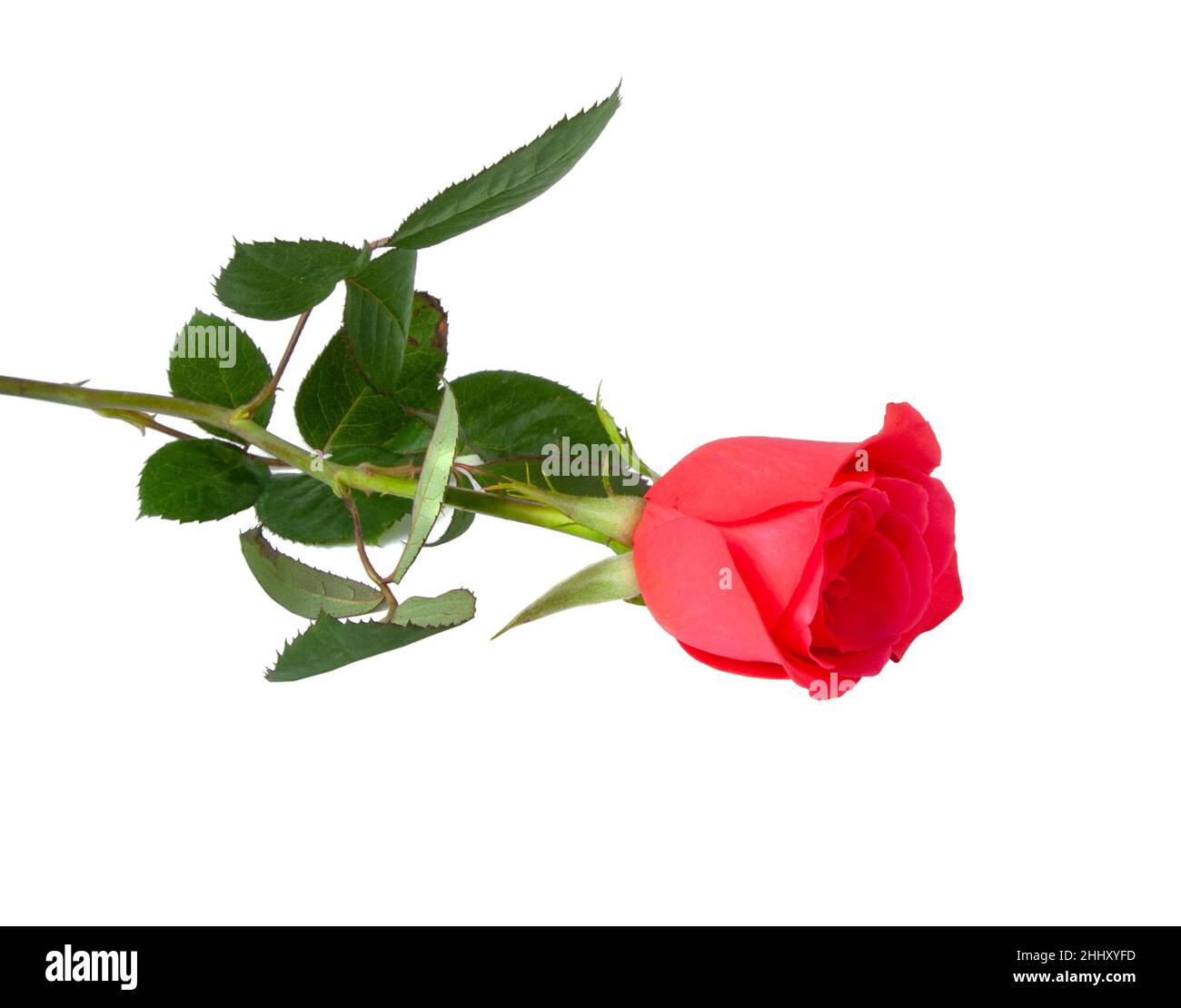 One pink rose hi-res stock photography and images - Alamy