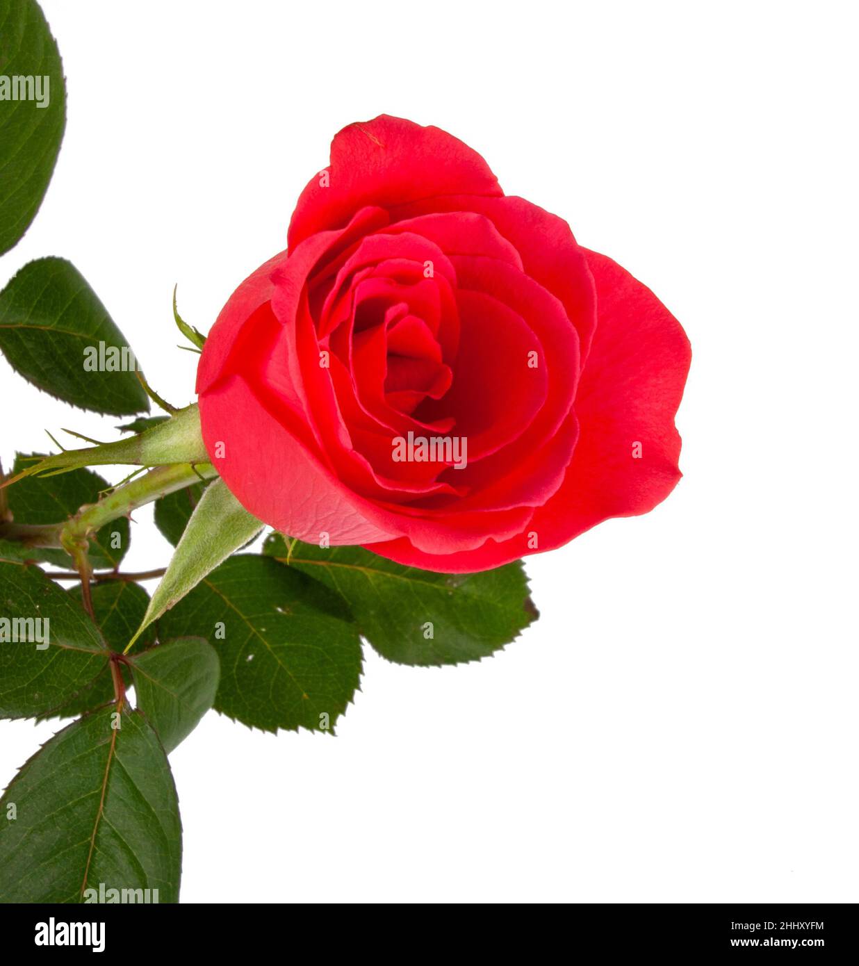 One pink rose flower isolated on the white Stock Photo - Alamy