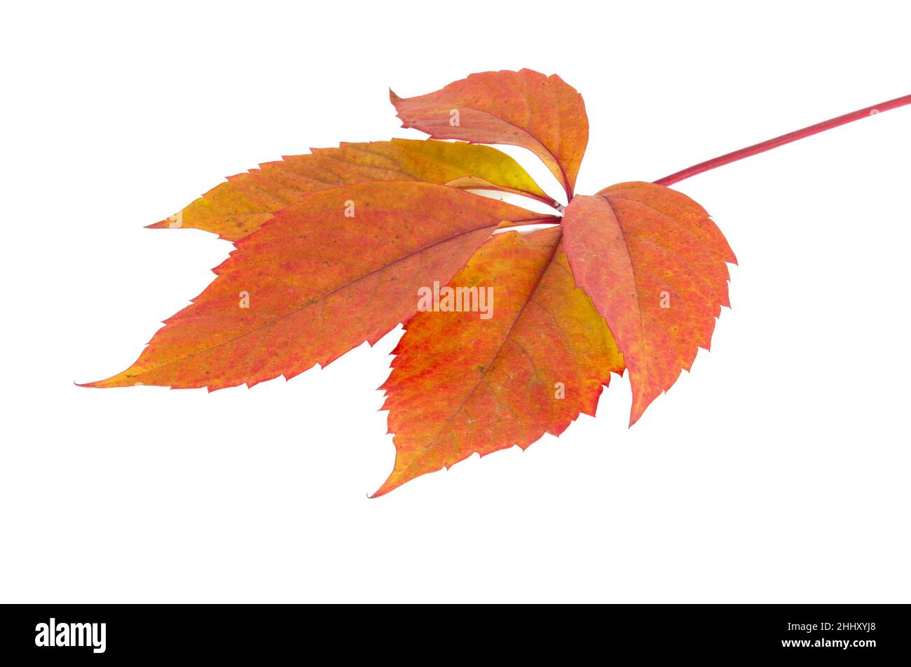 Birch leaf autumn colored Cut Out Stock Images & Pictures - Alamy