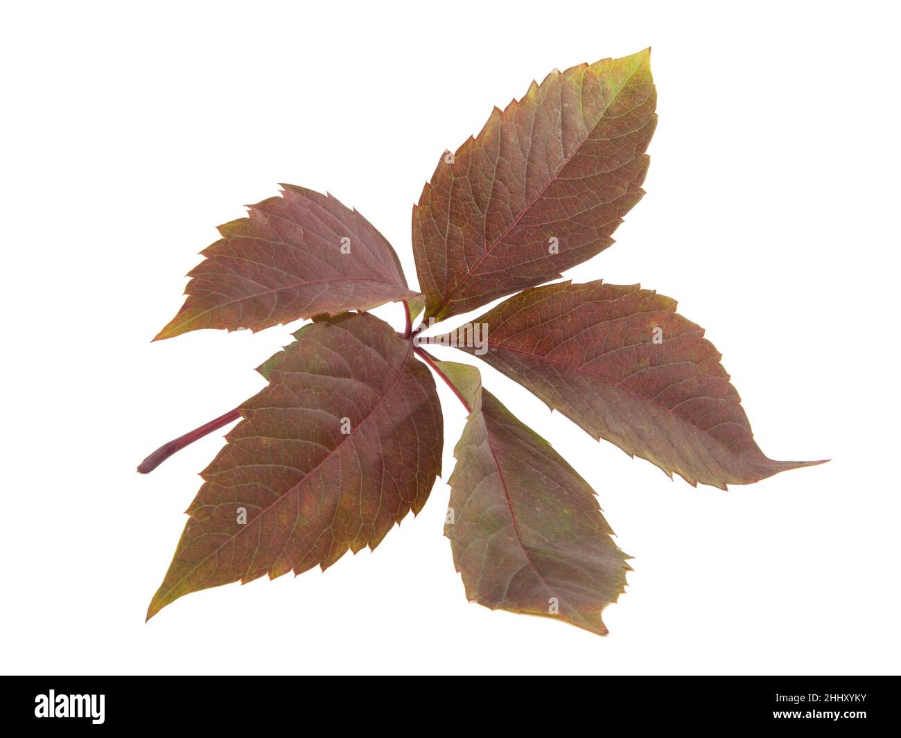Wild birch tree forest Cut Out Stock Images & Pictures - Alamy