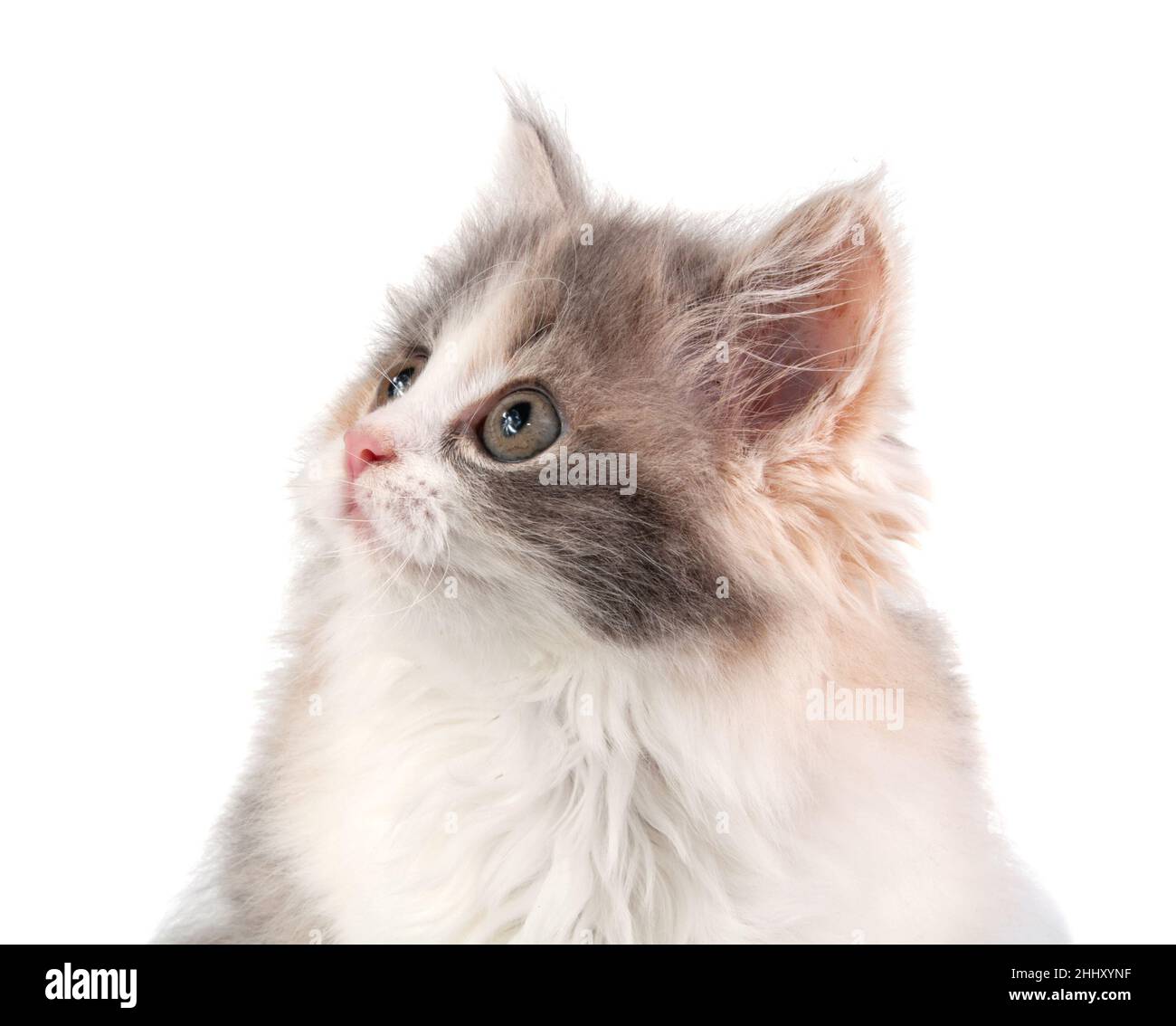 Cute fluffy kitten different bright color on the white Stock Photo - Alamy