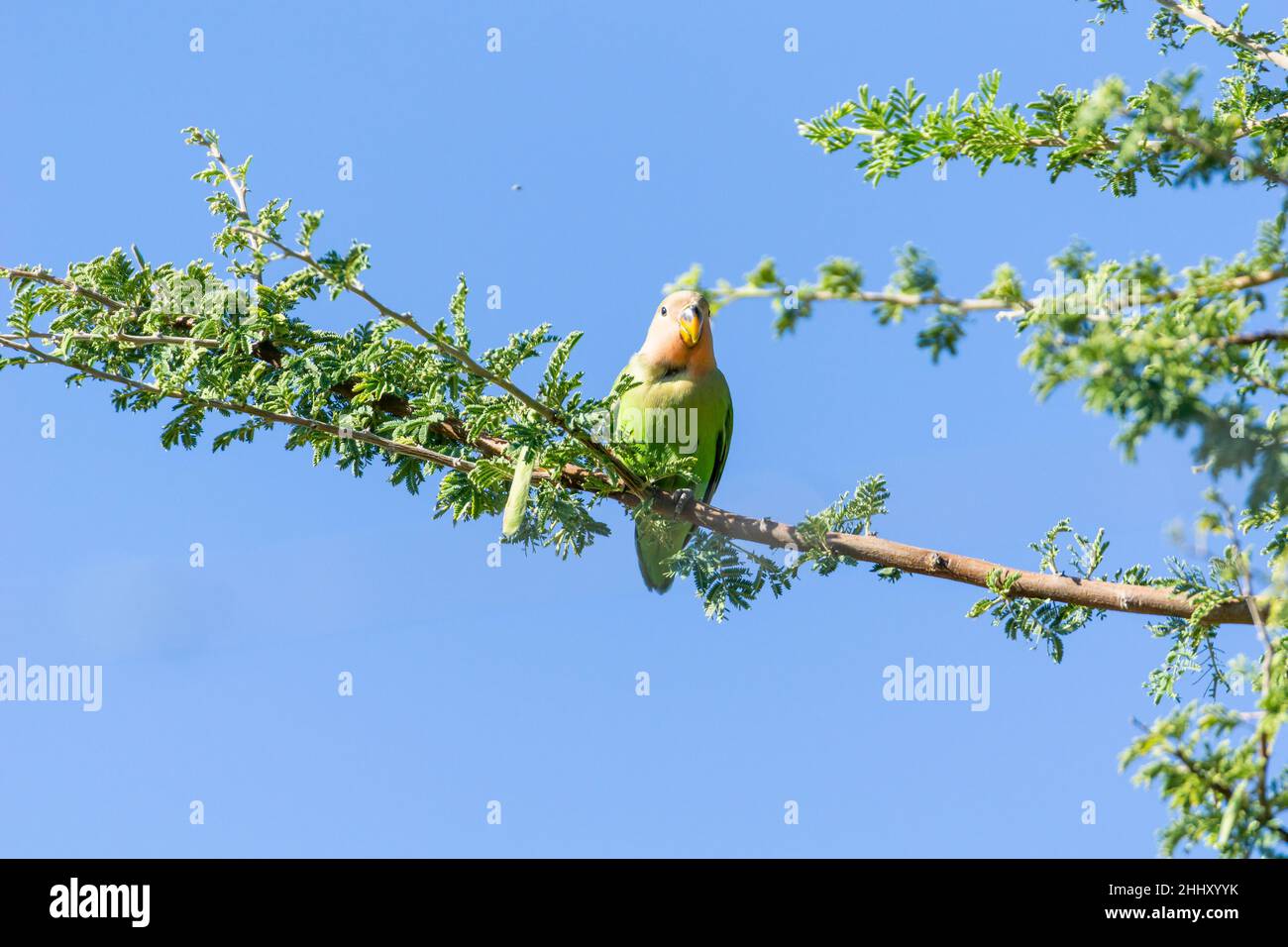 Peach faced love bird parrot on branch above against blue sky in ...