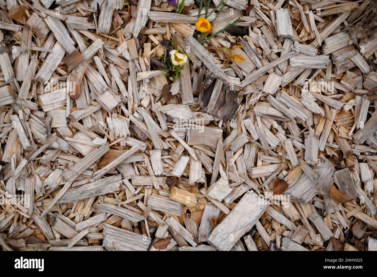 Natural wood with a fine structure, photographed outdoors in daylight ...