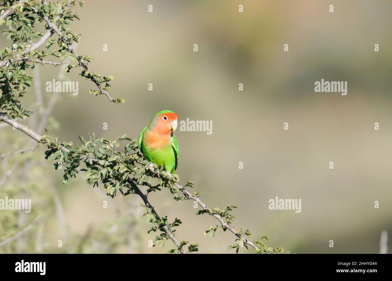Peach faced lovebird parrot portrait in Namibia Stock Photo - Alamy