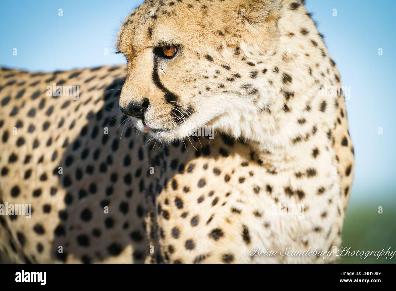 Cheetah in Namibia wildlife big cat close-up Stock Photo - Alamy