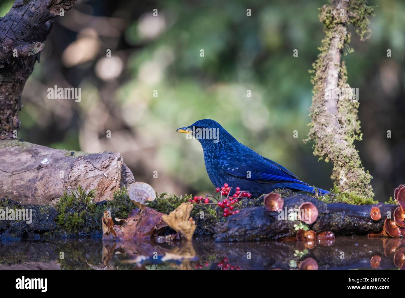 Himalayan forest thrush bird hi-res stock photography and images - Alamy