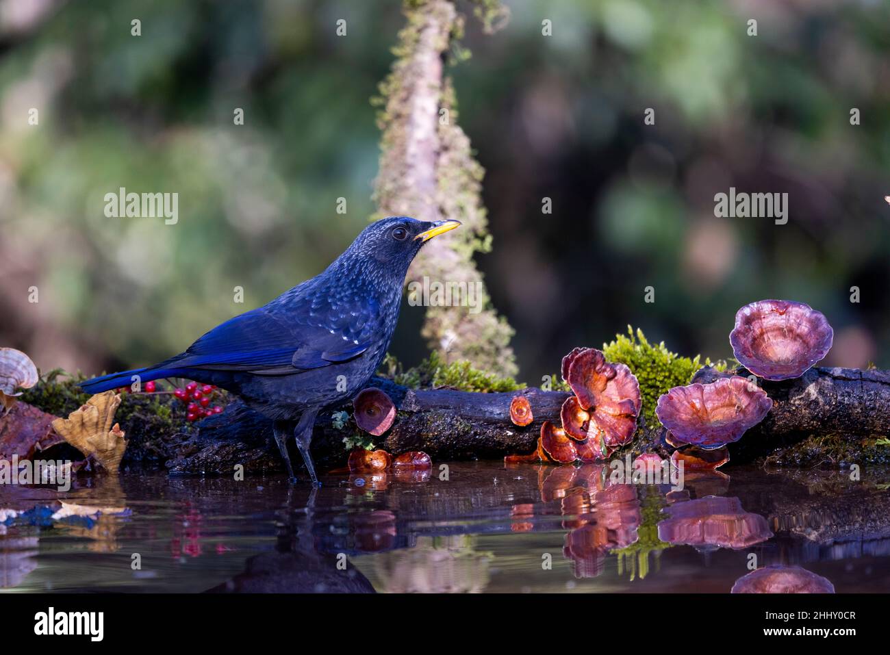 Blue Whistling Thrush, Myophonus caeruleus, Uttarakhand, India Stock ...