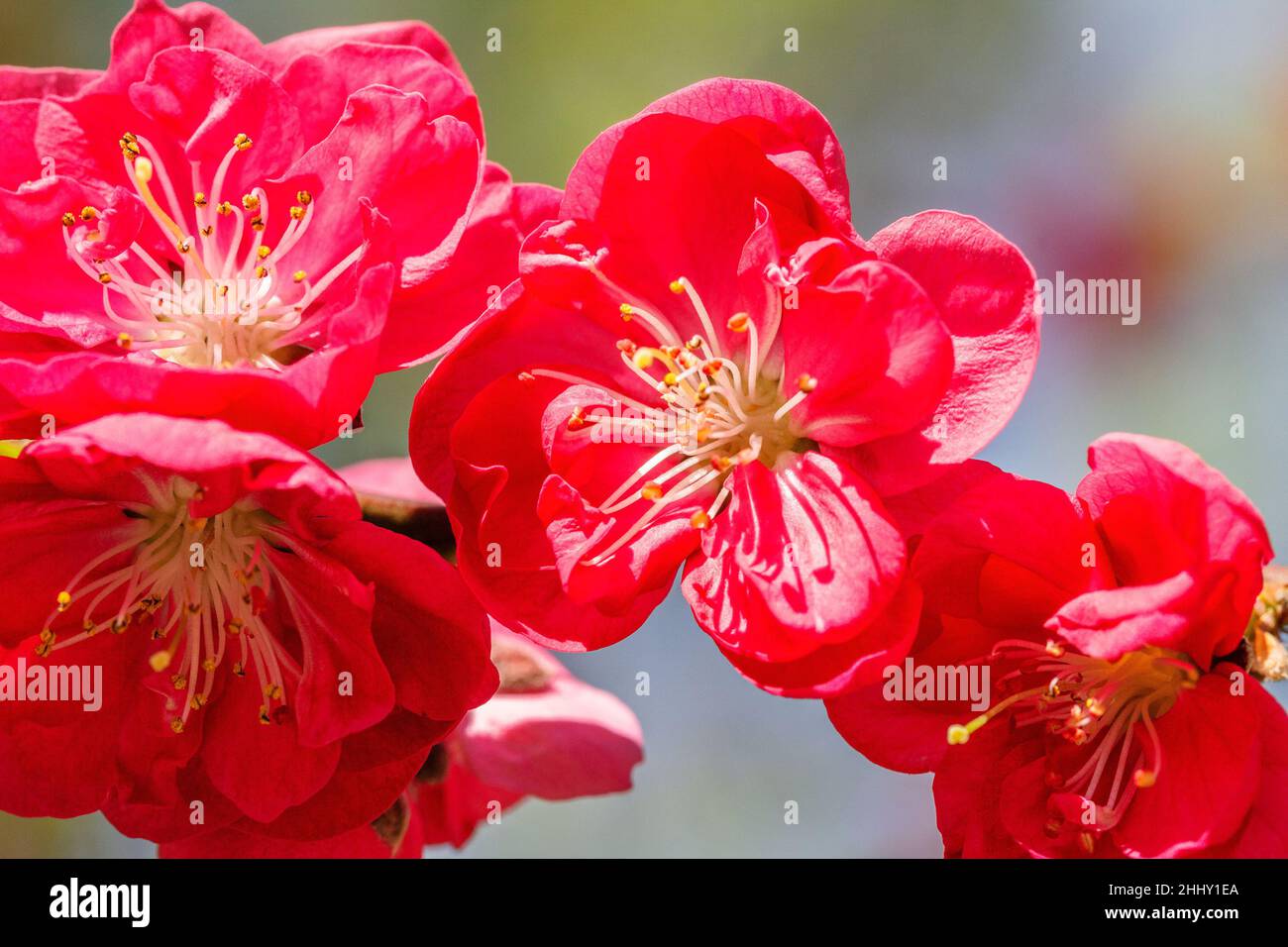 Maules quince hi-res stock photography and images - Alamy