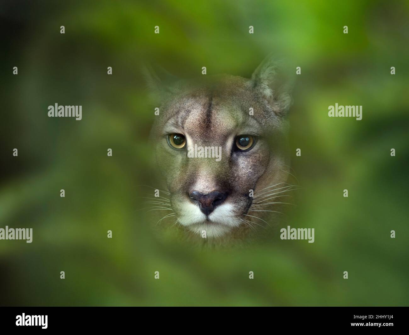 Cougar Puma concolor Stock Photo - Alamy