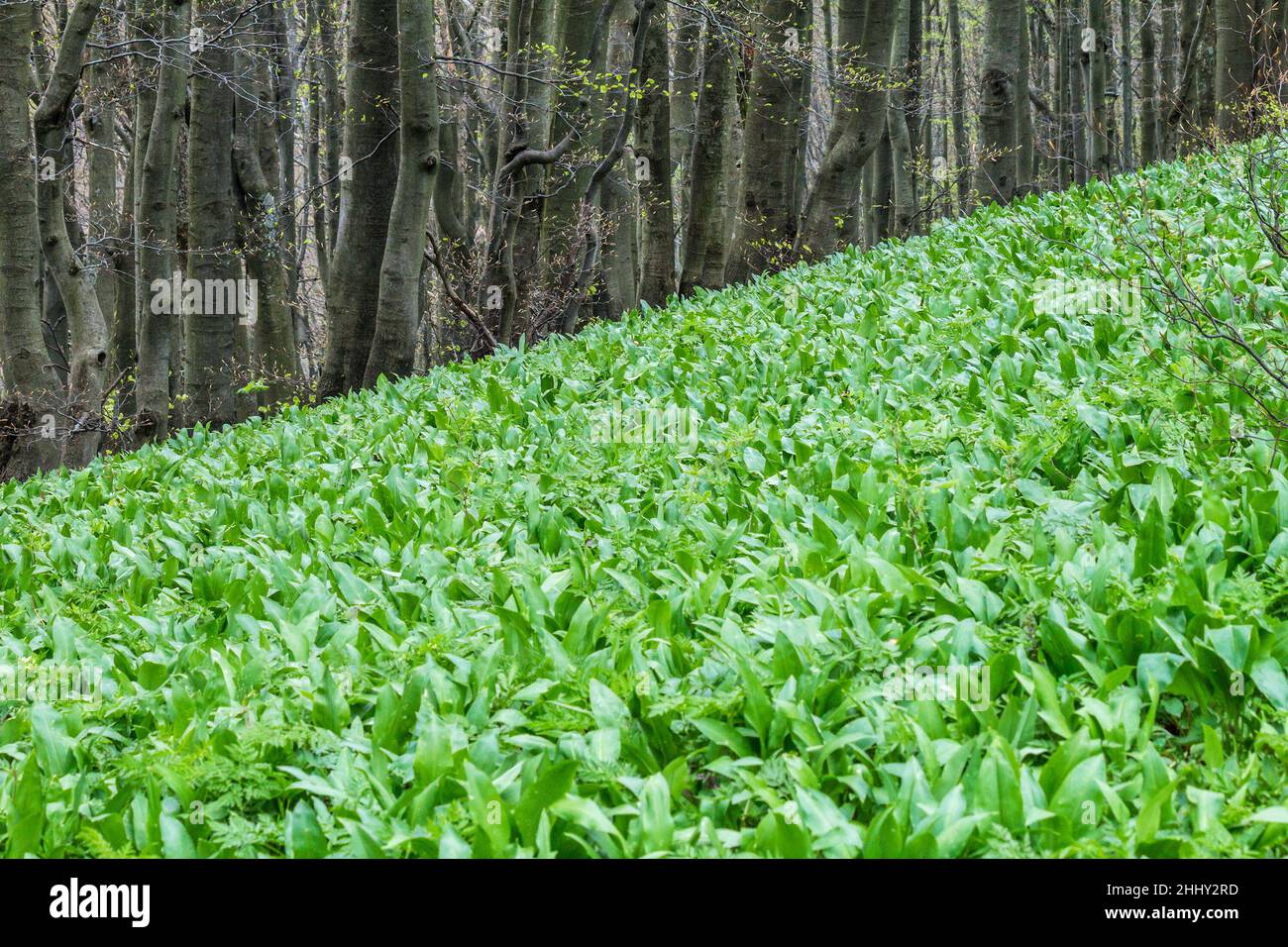 Wild garlic known ramson hi-res stock photography and images - Alamy