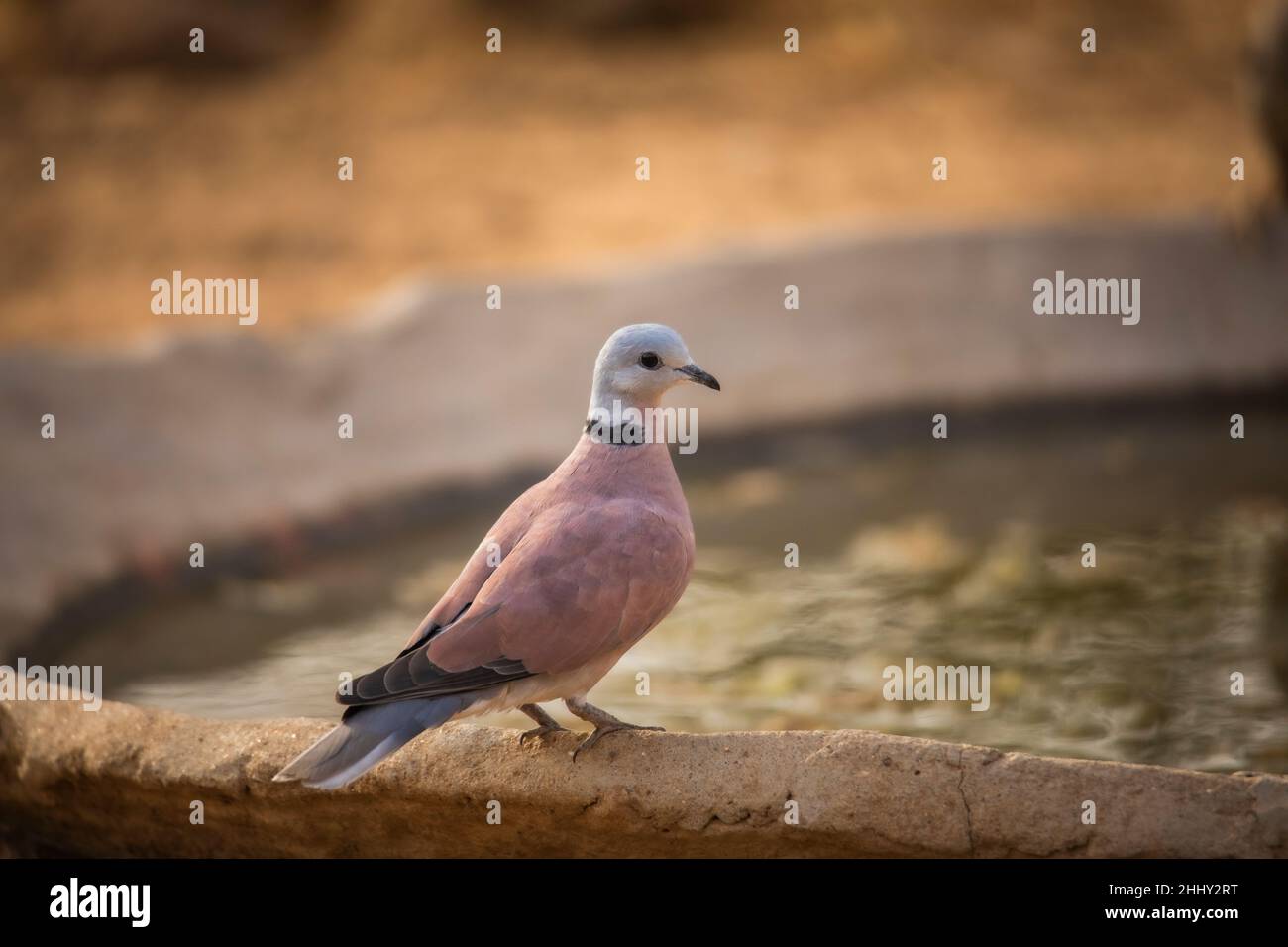 Red Turtle Dove, Streptopelia tranquebarica, Jhalana, Rajasthan, India ...