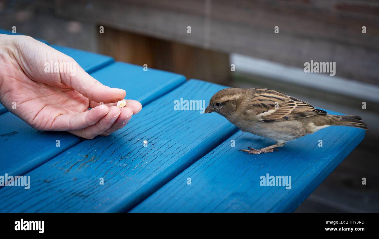 Sparrow eating a seed hi-res stock photography and images - Alamy