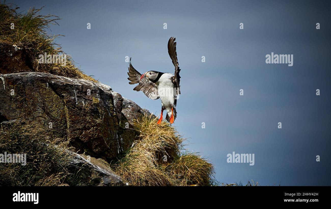 Beautiful Atlantic puffin with a colorful beak flying against the blue ...