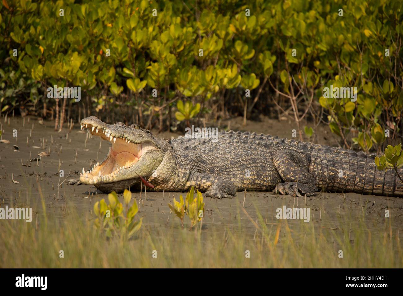 Saltwater Crocodile, Crocodilus porosus, West Bengal, India Stock Photo ...