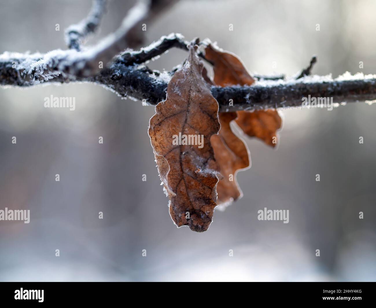 On brown branch bright hi-res stock photography and images - Alamy