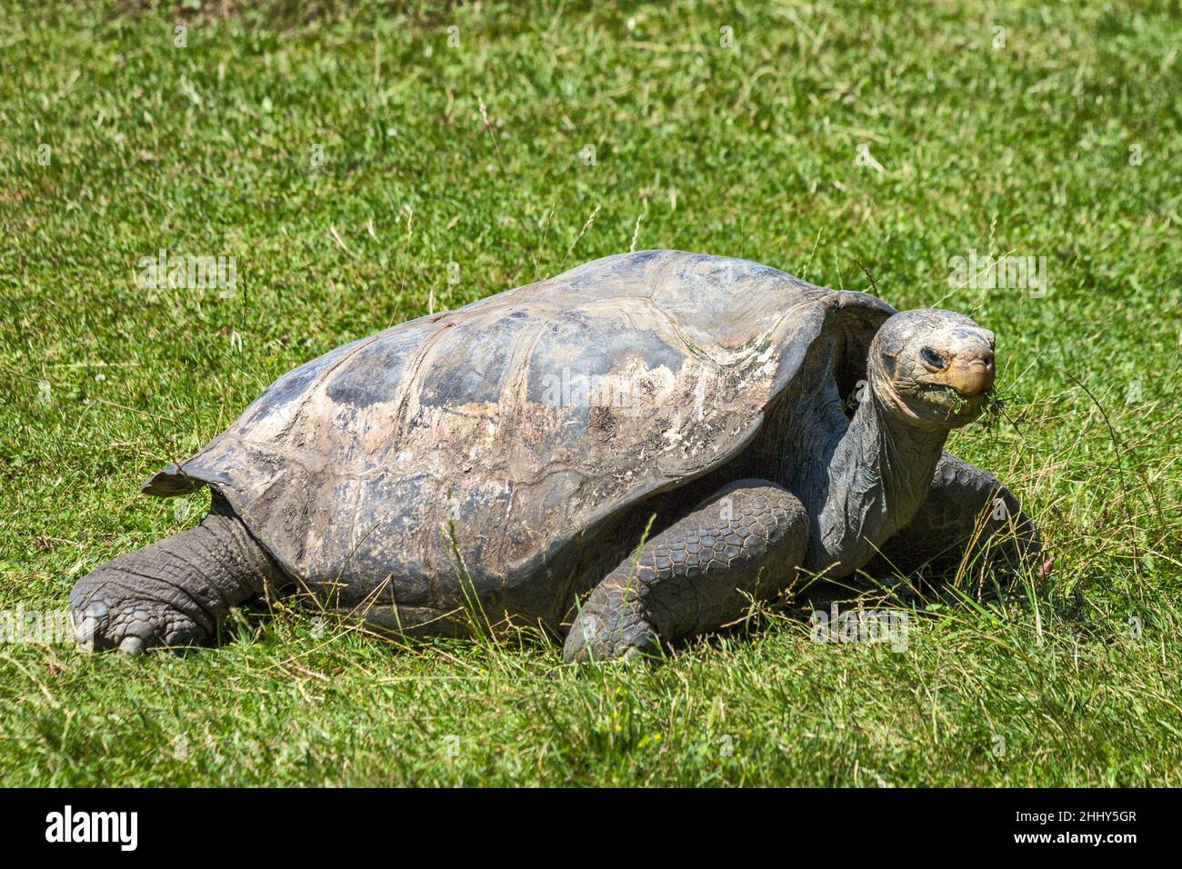 Turtle Terrestrial grazing on green grass Stock Photo - Alamy