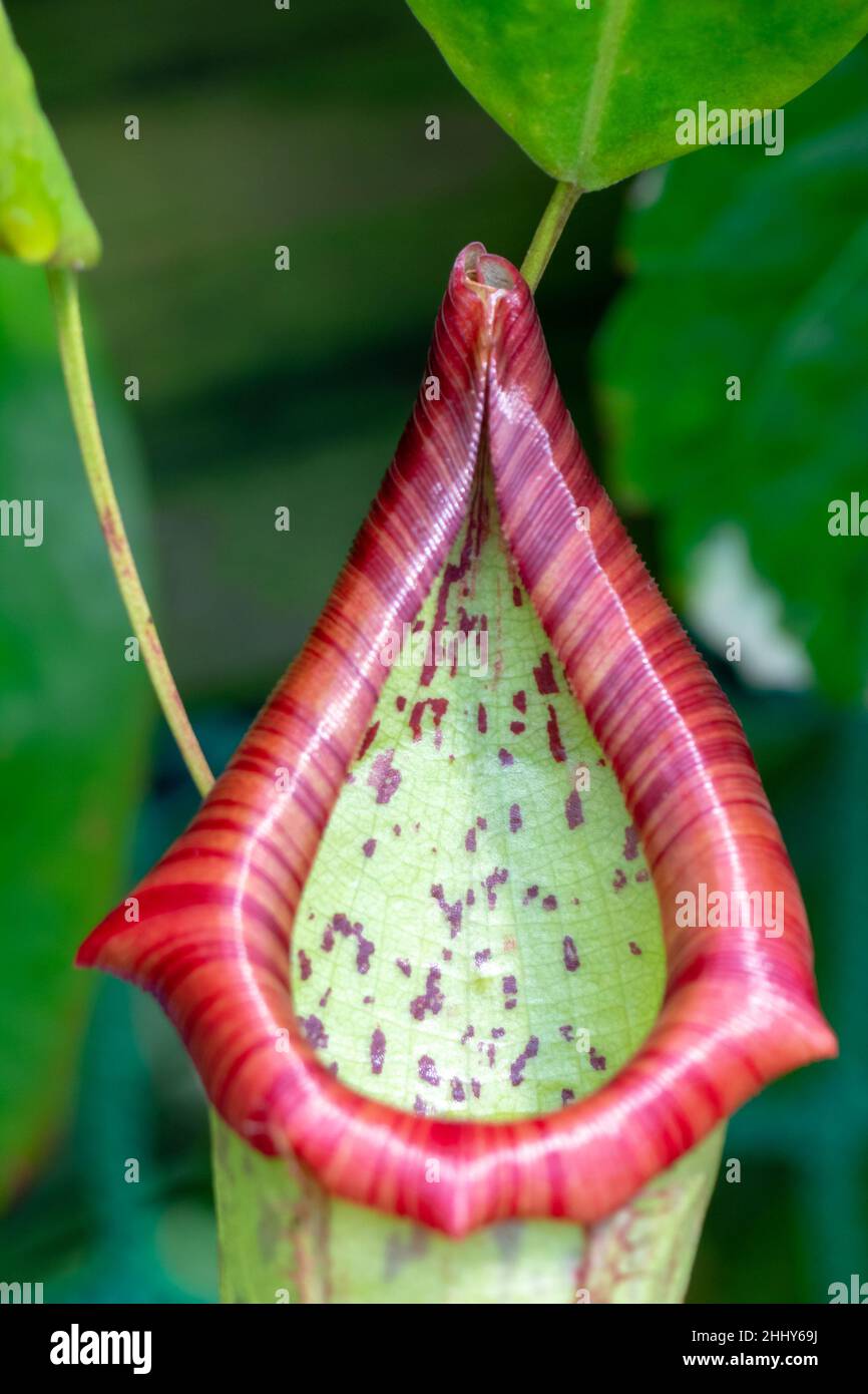 Nepenthes, tropical pitcher, plant in close-up view Stock Photo - Alamy
