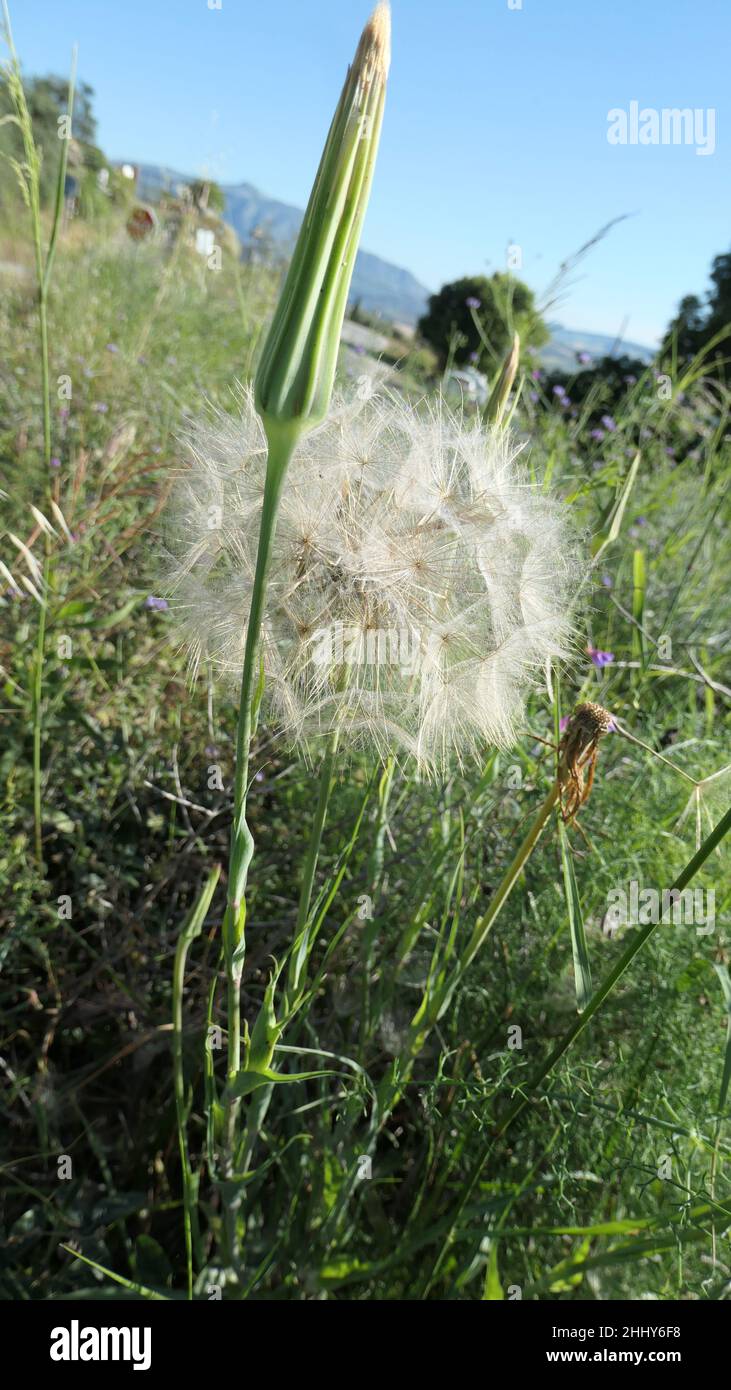 Spanish Dandelion clock and unopened flower on rural countryside verge ...