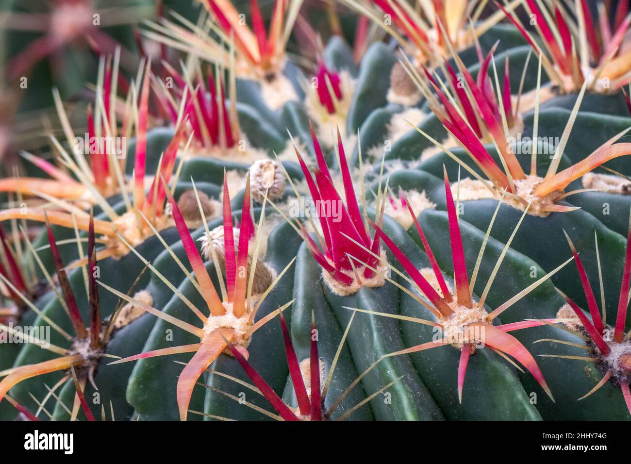 Flowery prickly cactus in detail Stock Photo - Alamy