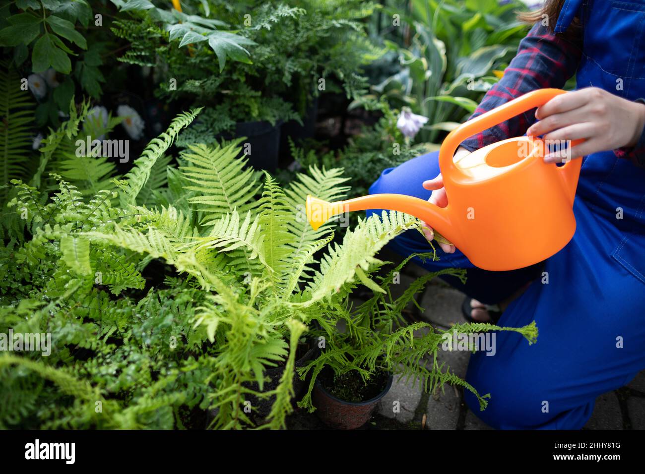 Close-up view of a saleswoman kneeling and watering ferns with a ...