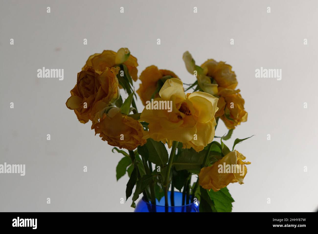 One dying rose hi-res stock photography and images - Alamy