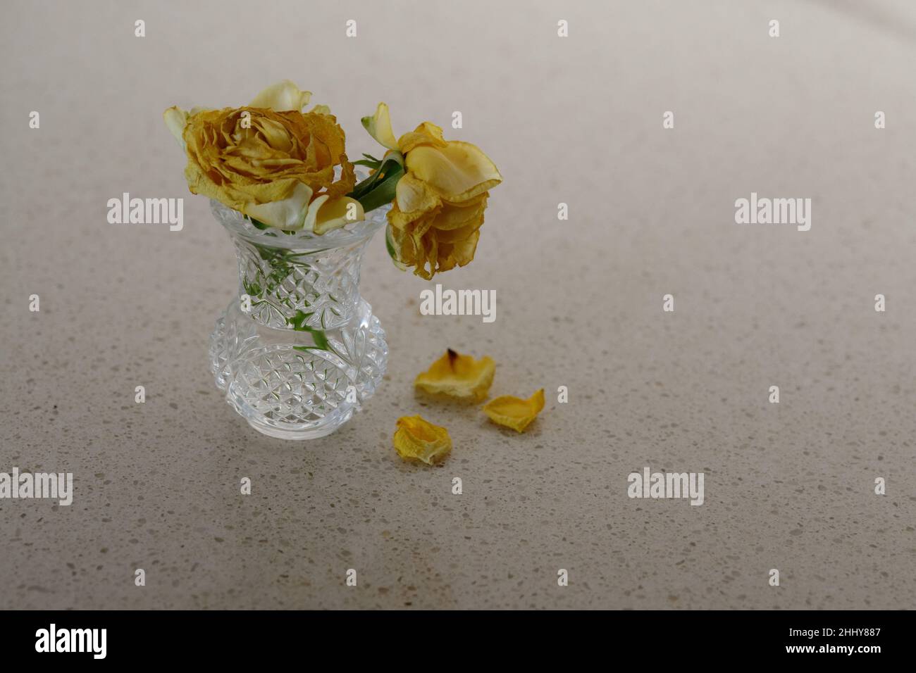Dying yellow roses in a small glass vase with dead leaves on the beige ...