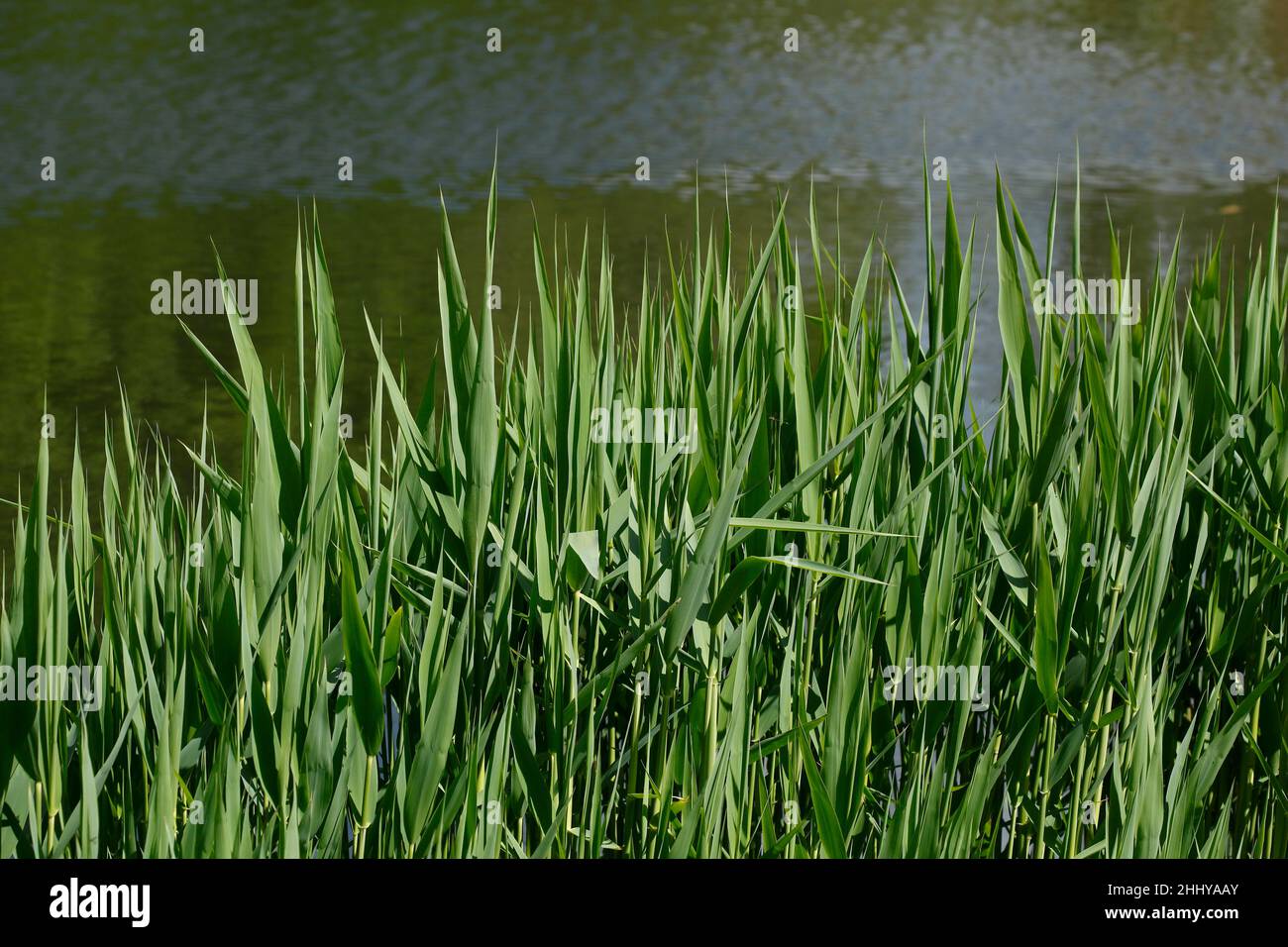 Reeds, grasses on a lake shore Stock Photo - Alamy