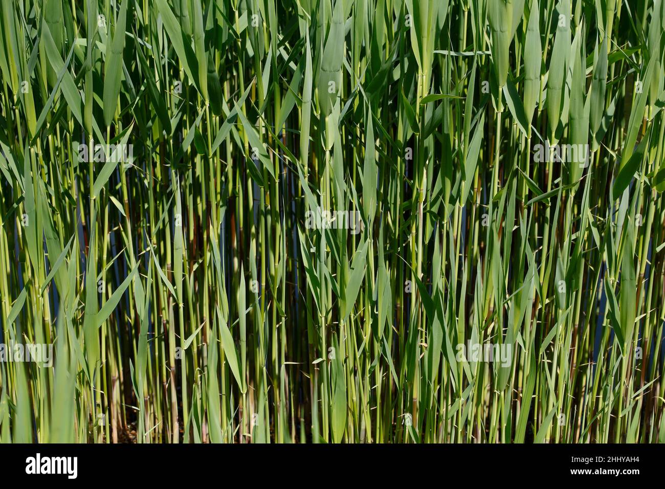 Europe i graser hi-res stock photography and images - Alamy